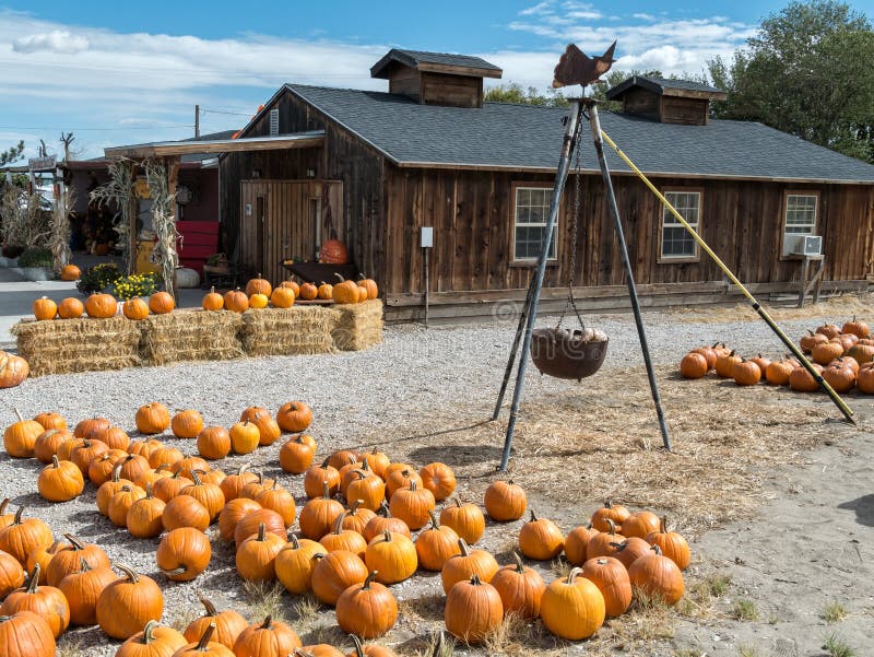Pumpkin Patch Complete with a Hay Ride Stock Photo - Image of fresh ...