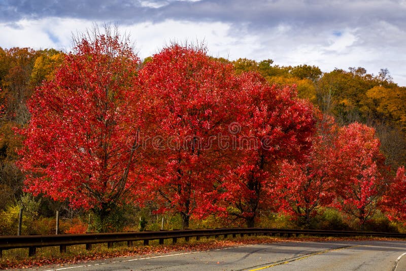 Roadside red maple trees stock image. Image of trees - 66515947