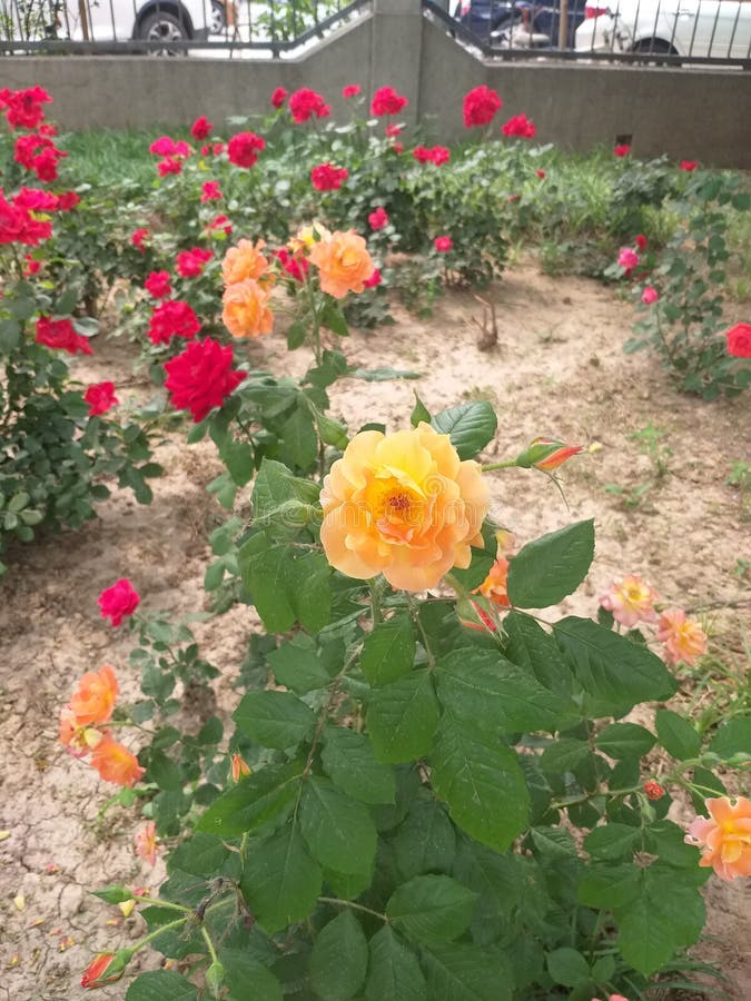 Roadside rose flowers stock photo. Image of beautiful - 147911512