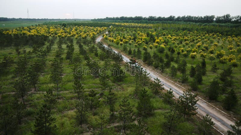 Roadside scenery stock image. Image of crop, field, vineyard - 58452637