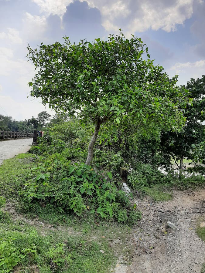 Small Banyan Tree stock photo. Image of plant, beach - 282522126