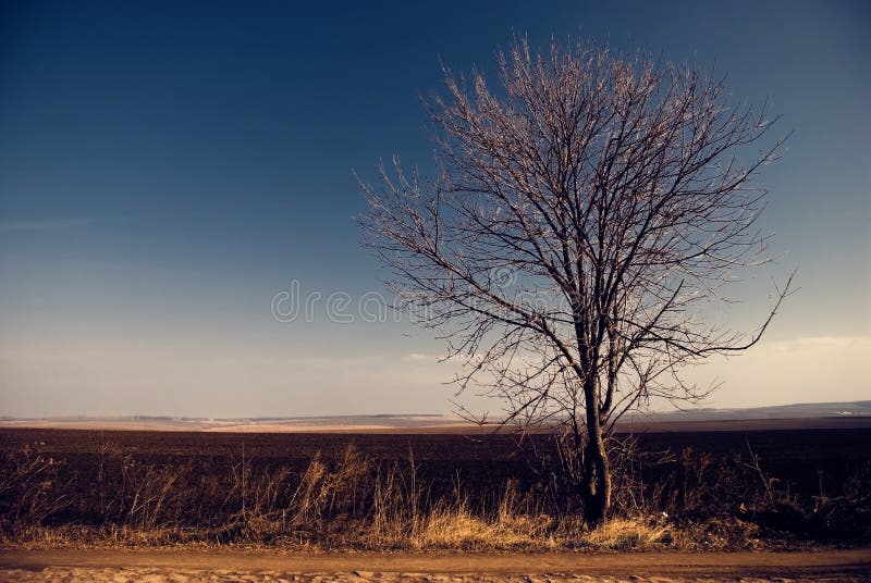 Roadside tree stock image. Image of meadow, cultivated - 24188591