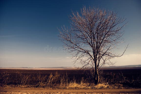 Roadside tree stock image. Image of meadow, cultivated - 24188591