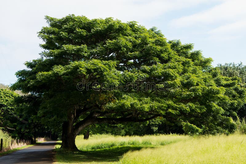 Roadside Tree stock image. Image of roadside, island - 83572335