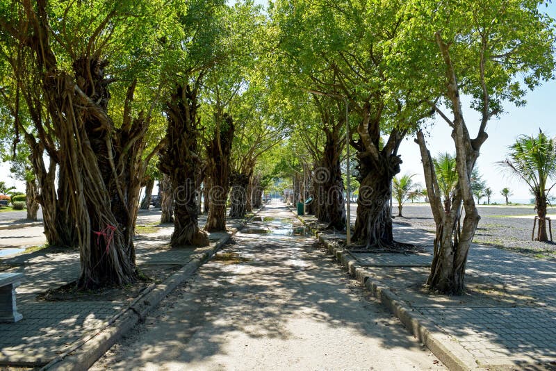 Roadside tree stock photo. Image of side, palm, landscape - 93548216