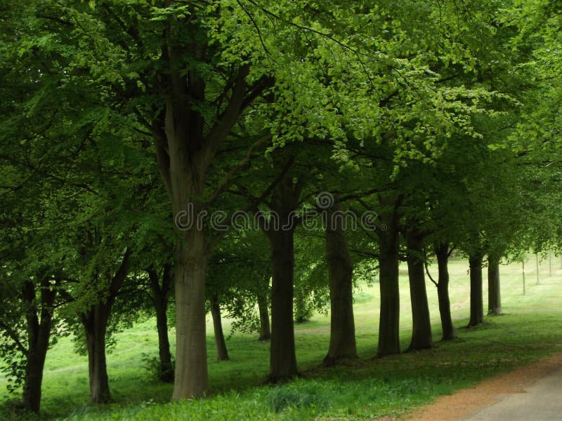 Roadside Trees stock photo. Image of summer, trees, countryside - 94670864
