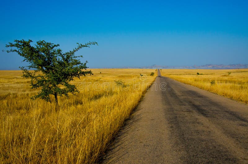 Madagascar Landscape Savanna Desert Stock Photo - Image of endless ...