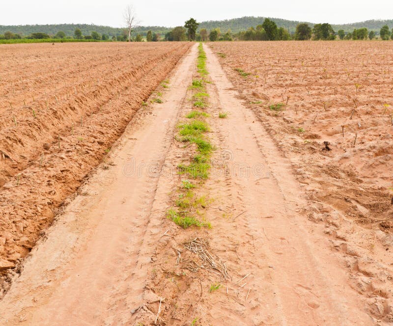 Roadway between Cassava Farm Stock Photo - Image of corn, farm: 48877616