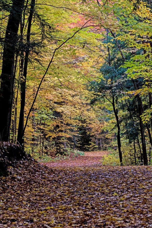 Roadway through a Forest in Autumn Stock Photo - Image of surrounded ...