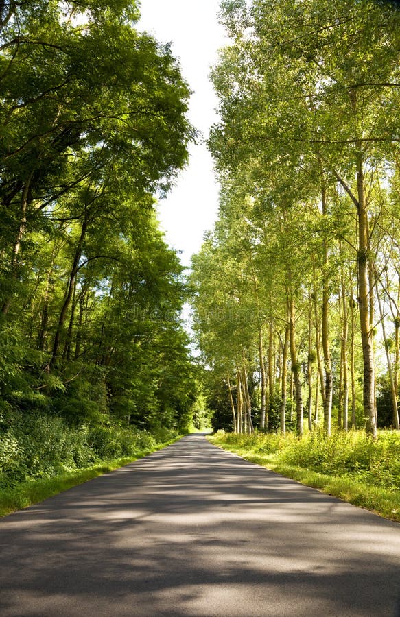 Roadway Trough A Crowded Forest Picture. Image: 13703096