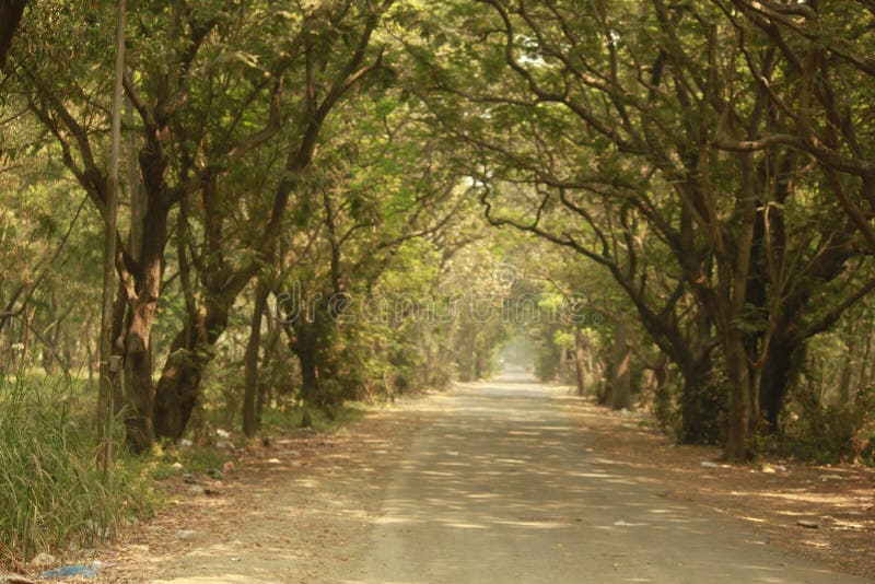 Aarey Forest Mumbai Seaface Bandra Mumbai Stock Photo - Image of aarey ...