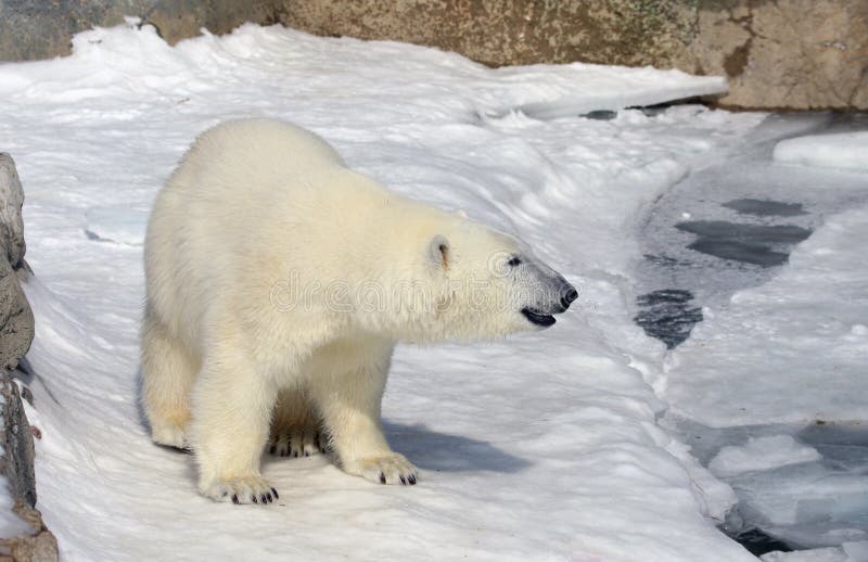 Roaming Polar Bear stock image. Image of bear, bears - 51694311