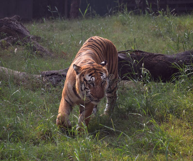 Roaming Real De Tigre Bengal Imagem de Stock - Imagem de bengala ...