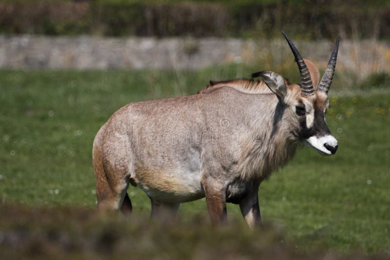 Roan antelope stock image. Image of antelope, roan, wildlife - 14080215