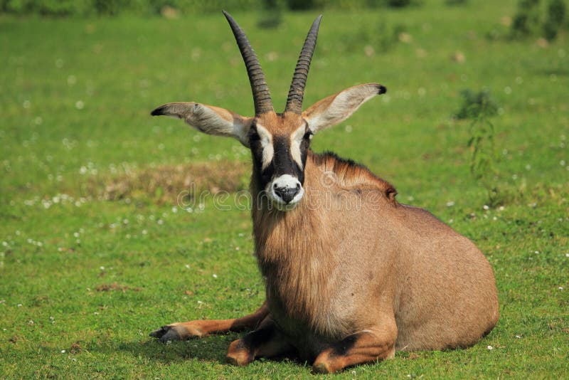 Sable antelope stock photo. Image of antelope, front - 26736126