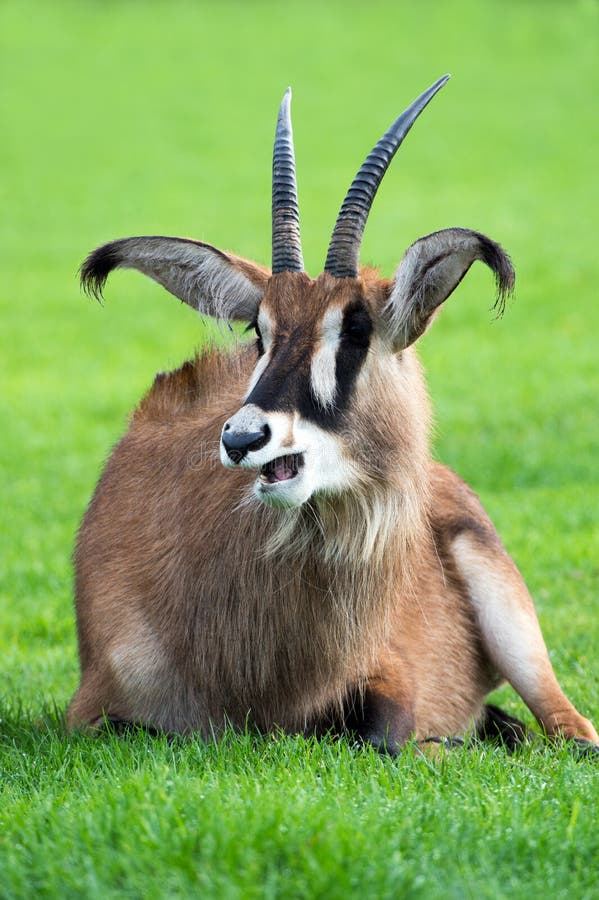 Roan Antelope stock image. Image of horned, grazer, buck - 34365163