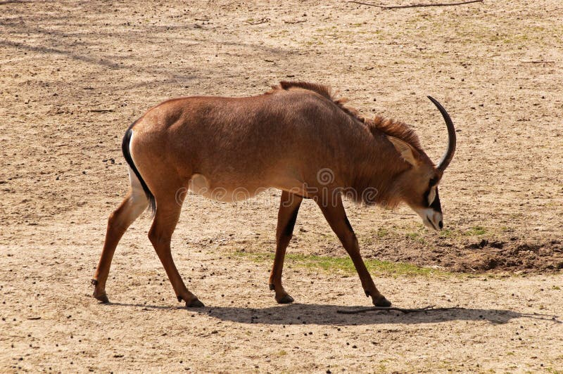 The roan antelope stock image. Image of mammal, africa - 64908227