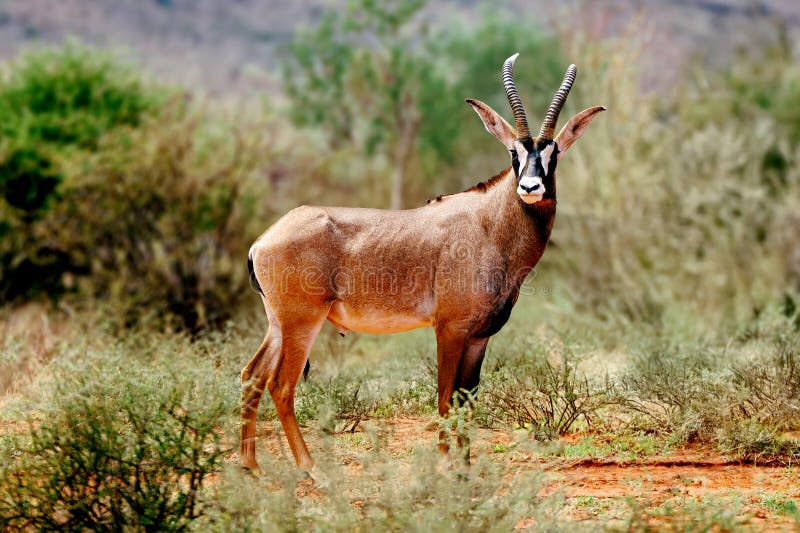 Roan Antelope Bull stock photo. Image of herbivorous - 364080440