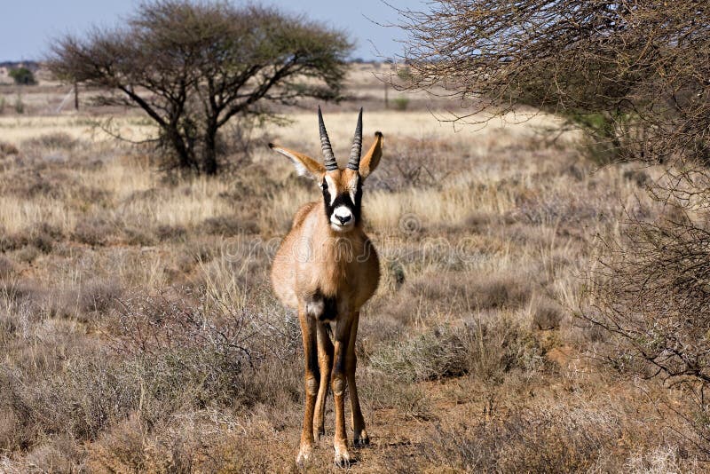 Roan antelope front stock image. Image of habitat, buck - 13225157