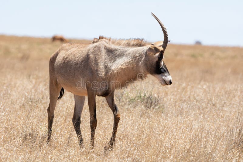 Roan Antelope stock photo. Image of close, plains, mammals - 144630402
