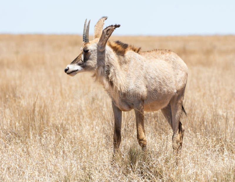 Roan Antelope stock image. Image of portrait, buck, conservation - 75312639