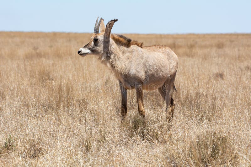 Roan Antelope stock image. Image of mammal, herbivore - 144630665