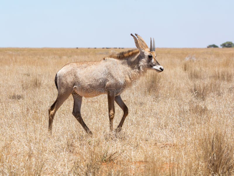 Roan Antelope stock photo. Image of grassland, habitat - 144630866