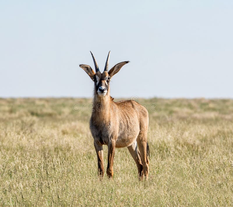 Roan Antelope stock image. Image of equinus, brown, endangered - 92719889