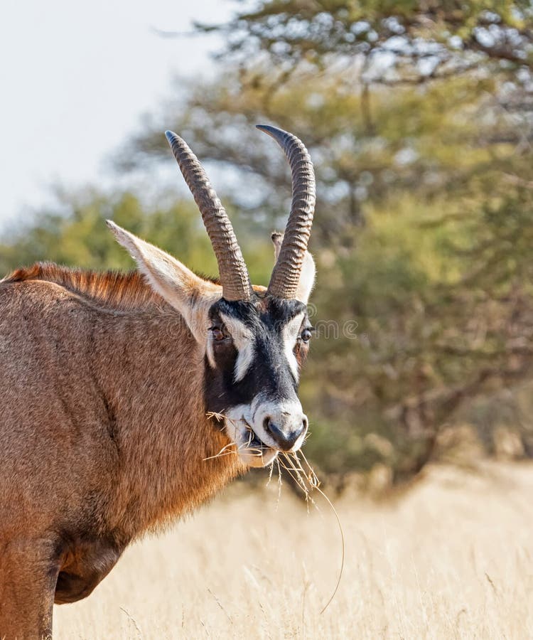 Roan Antelope stock image. Image of hairy, animal, endangered - 197438565