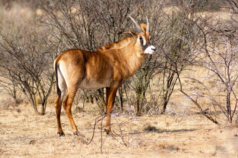 Roan Antelope Standing on Grassland Stock Photo - Image of roan, travel ...