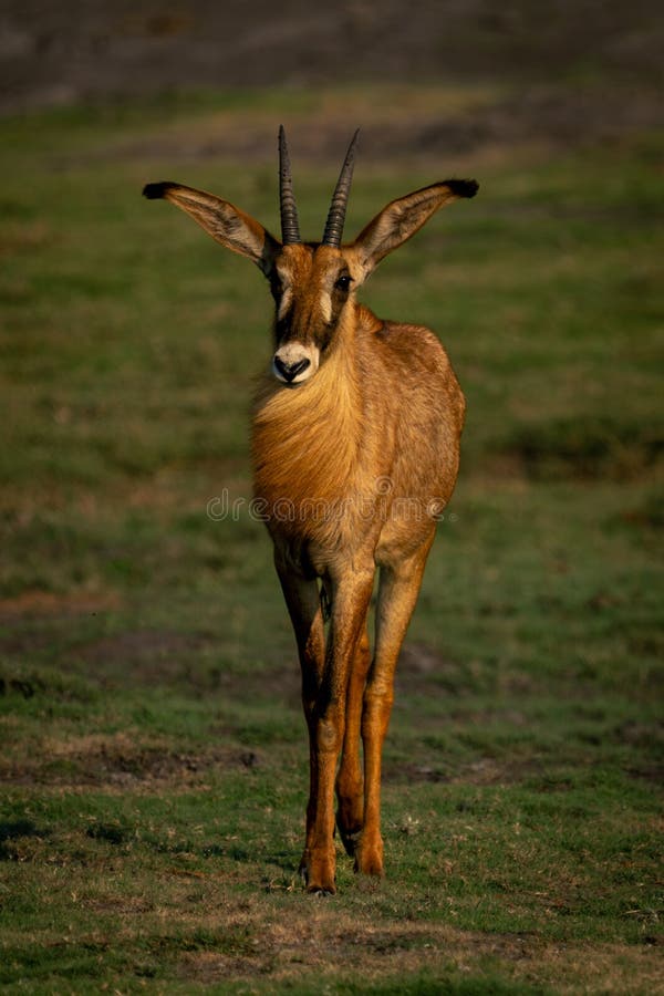 Roan Antelope Stands Facing Camera on Grass Stock Image - Image of ...
