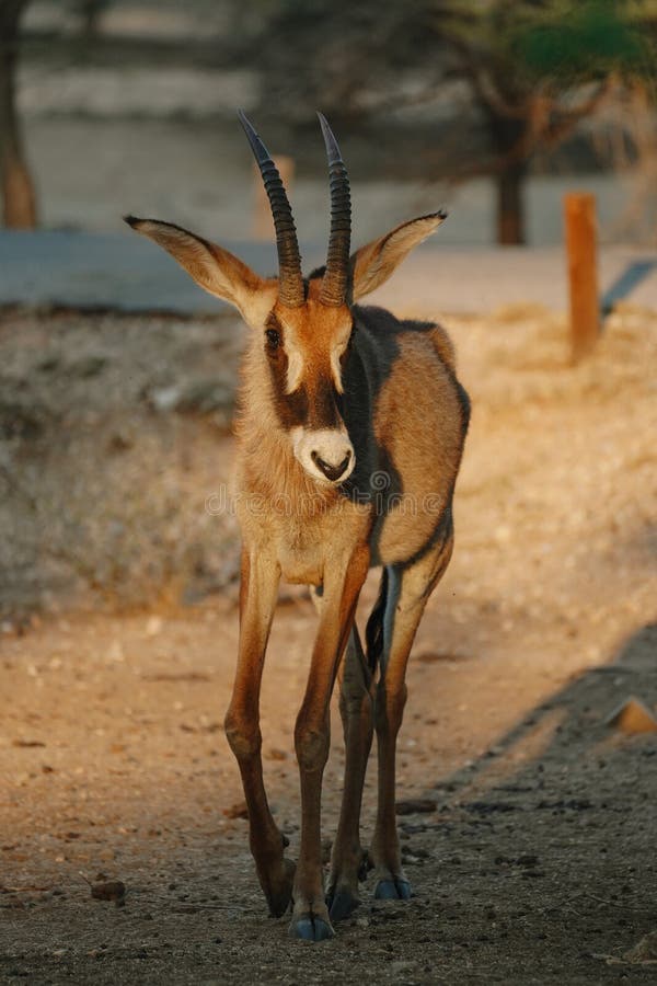 Roan Antelope at Sunset Light in Namibia Stock Photo - Image of morning ...