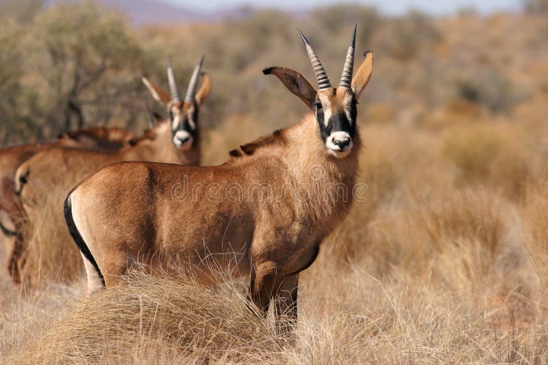 Roan antelopes stock image. Image of conservation, habitat - 719337