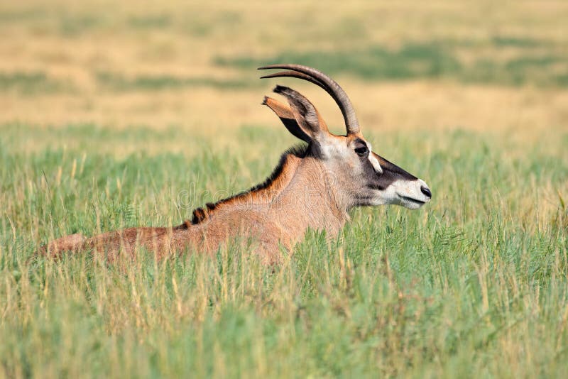 Roan antilope stock afbeelding. Image of weide, nave - 60727149
