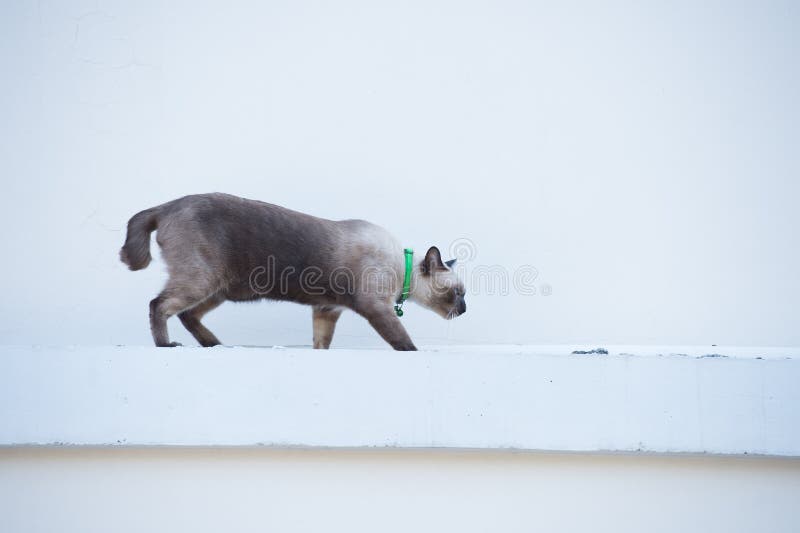 Roan cat on the wall. stock image. Image of wall, young - 64363583