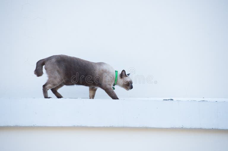 Roan cat on the wall. stock image. Image of wall, young - 64363583