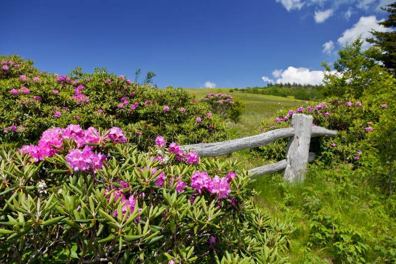 Roan Mountain State Park Rhododendron Flower Bloom Stock Photo - Image ...