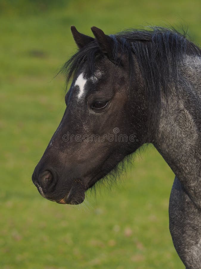 Roan Pony Headshot stock image. Image of mountain, eyes - 183530331