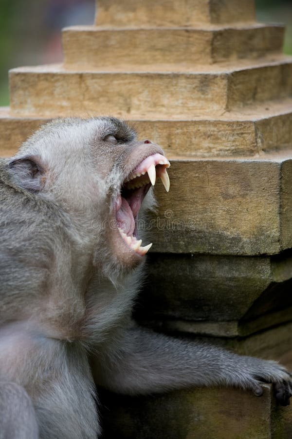Fierce Monkey Stock Images - Download 170 Royalty Free Photos