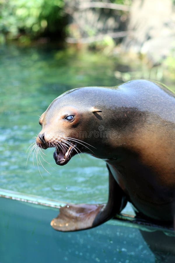 Roar of a sea lion stock image. Image of roar, flipper - 36365181