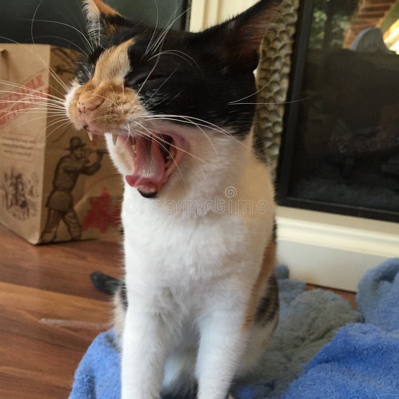 Roar stock image. Image of kitten, roar, kitty, yawning - 62012833