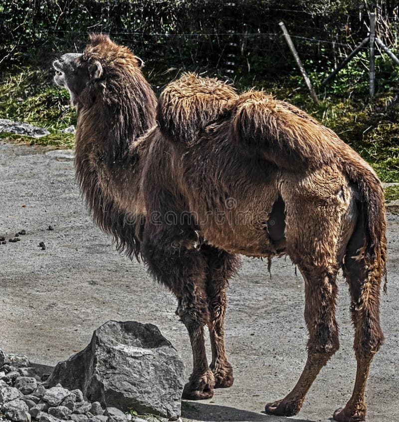 Roaring bactrian camel 1 stock photo. Image of species - 247723090