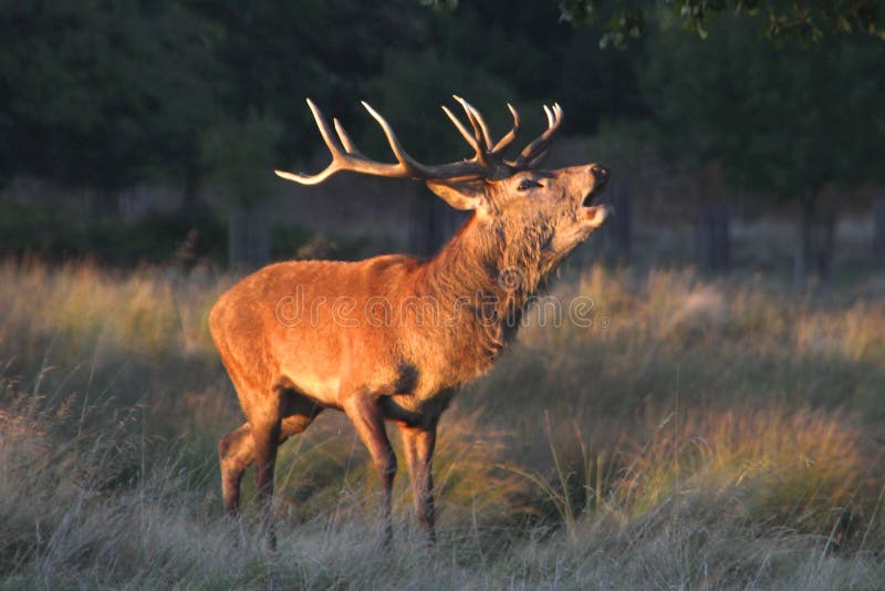 Bellowing Red Deer Stag stock photo. Image of deer, stag - 21873762