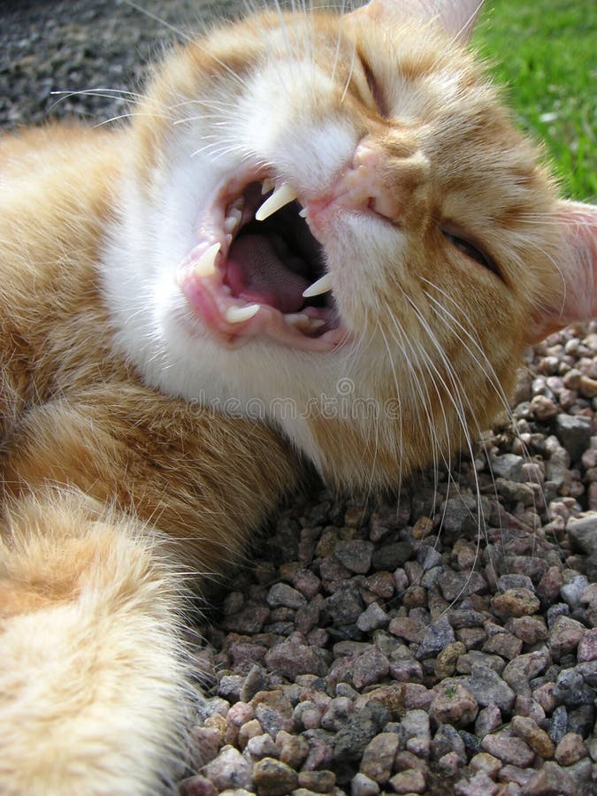 Roaring Cat stock image. Image of bite, roaring, mouth - 14354123