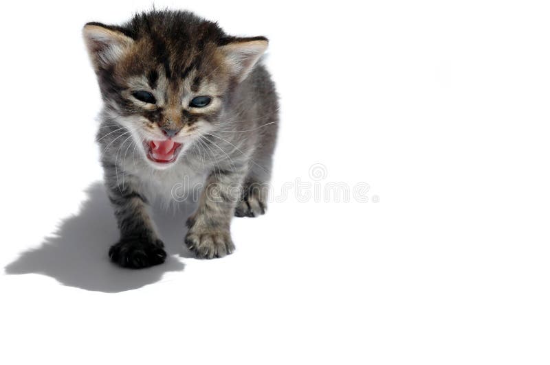 Roaring kitten stock image. Image of kitty, predator - 11017723