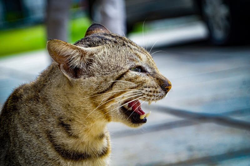 Roaring cat stock photo. Image of nose, male, whiskers - 296028468