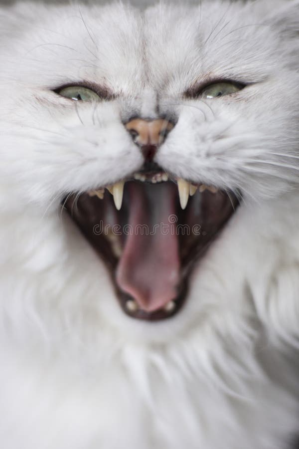 196 Roaring Kitten Stock Photos - Free & Royalty-Free Stock Photos from ...