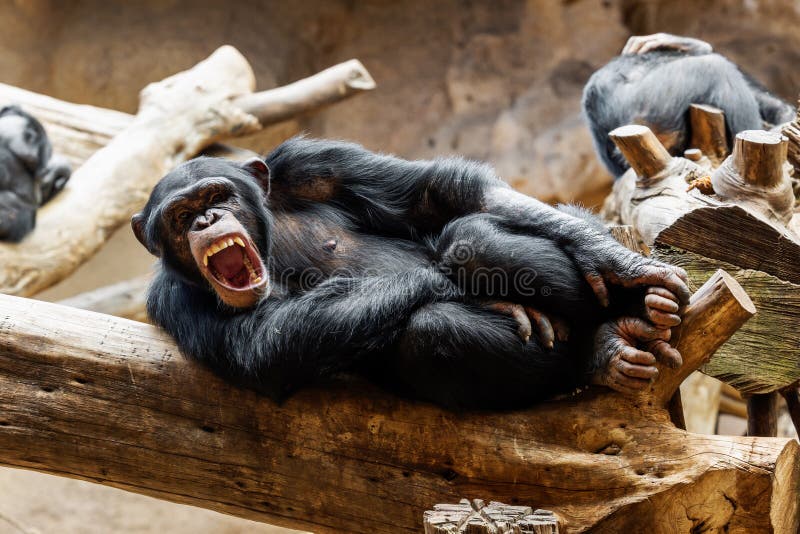 Roaring Chimpanzee Lying Down on Tree Trunk Stock Image - Image of open ...