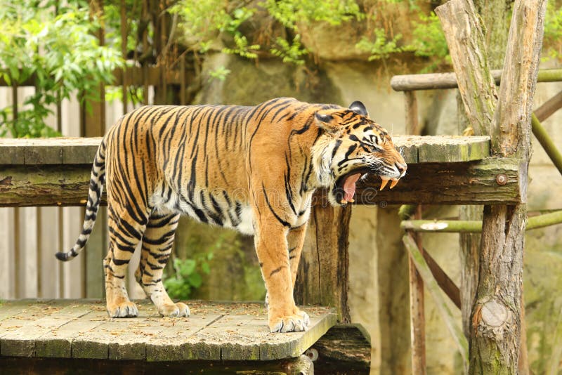 Roaring Dangerous Tiger in ZOO Stock Image - Image of teeth, mottled ...