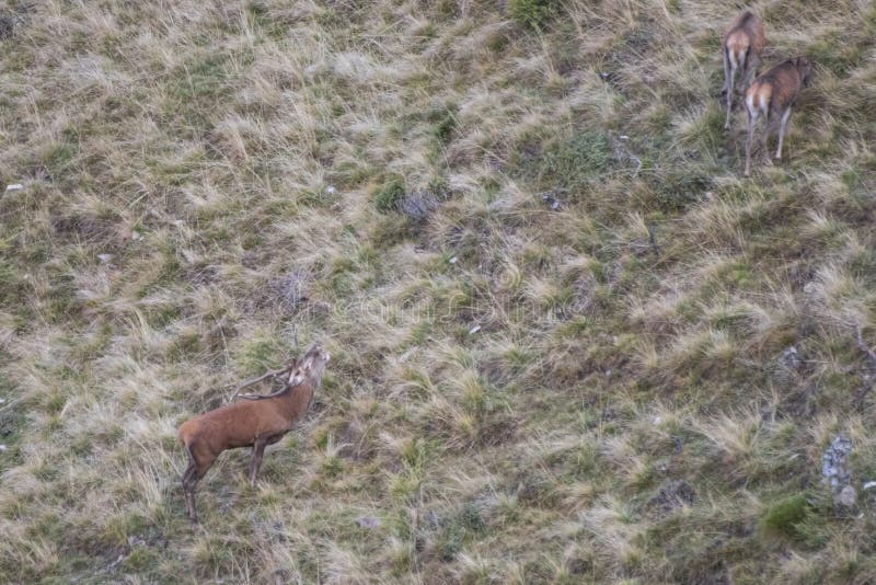 Roaring red deer stock photo. Image of pasture, oestrus - 12811420